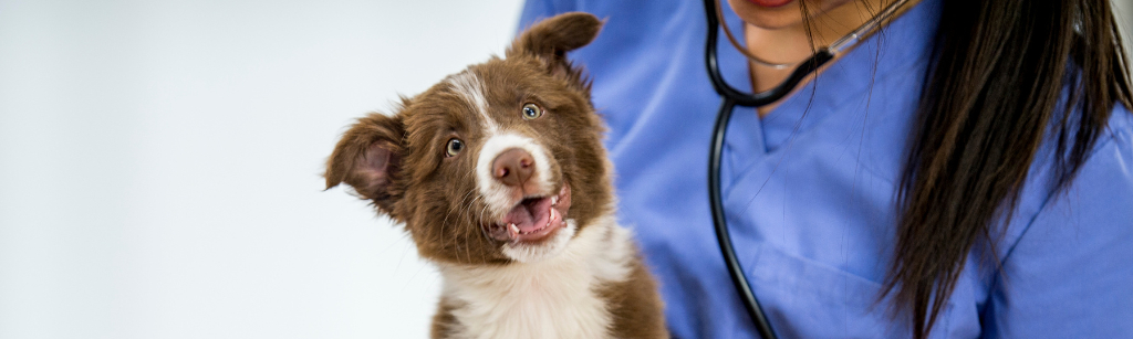 Waarom is uw hond vaccineren belangrijk? | Hond vaccineren uitgelegd